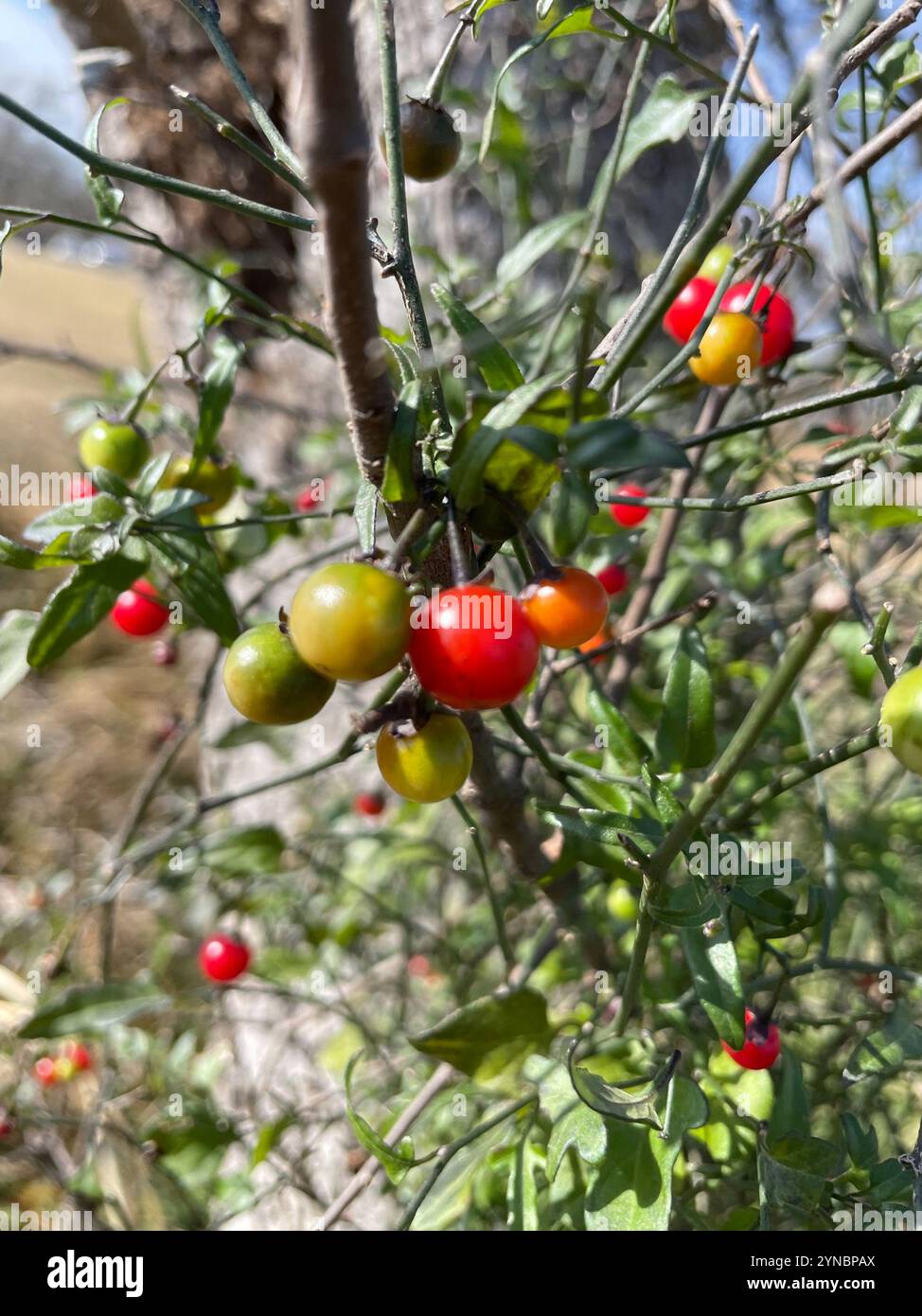 Texas nightshade hi-res stock photography and images - Alamy