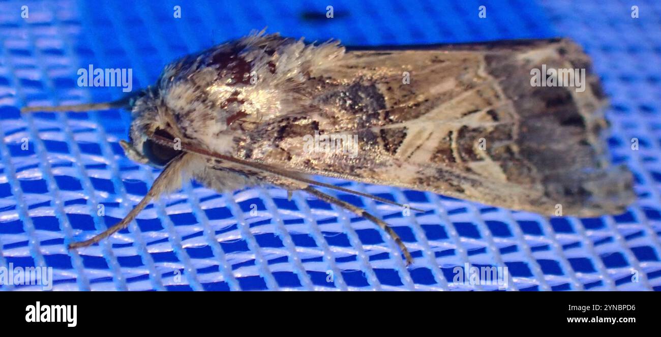 Mediterranean Brocade (Spodoptera littoralis Stock Photo - Alamy