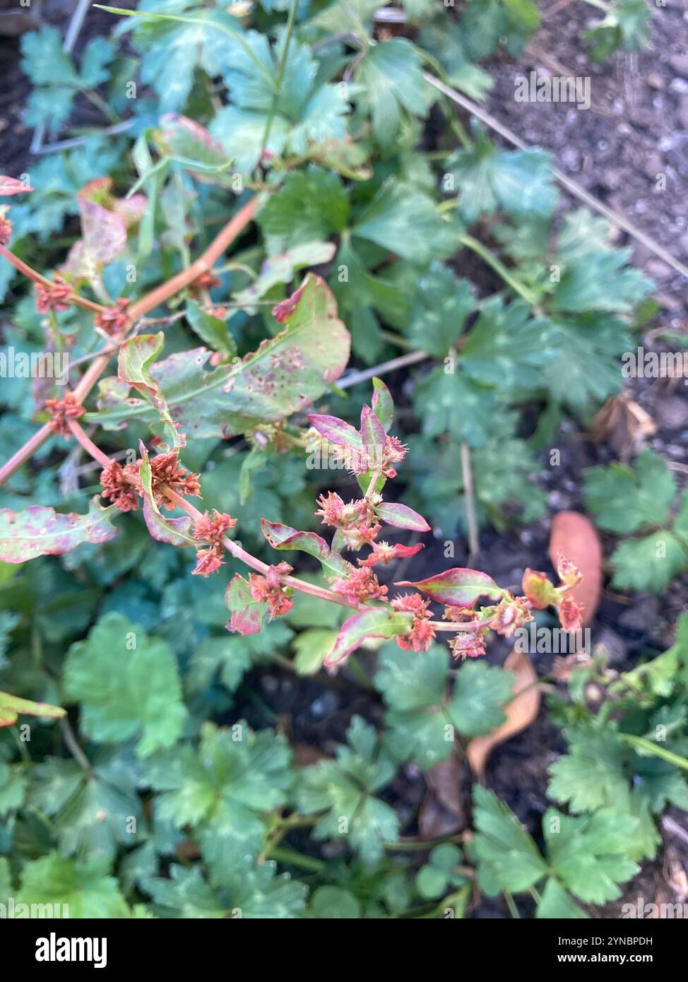 Clustered Dock (Rumex conglomeratus Stock Photo - Alamy