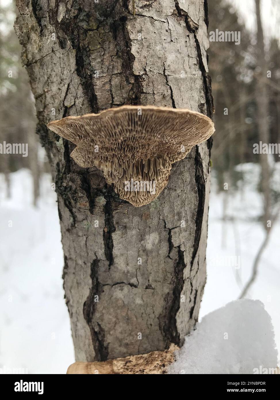 Thin-walled Maze Polypore (Daedaleopsis confragosa Stock Photo - Alamy