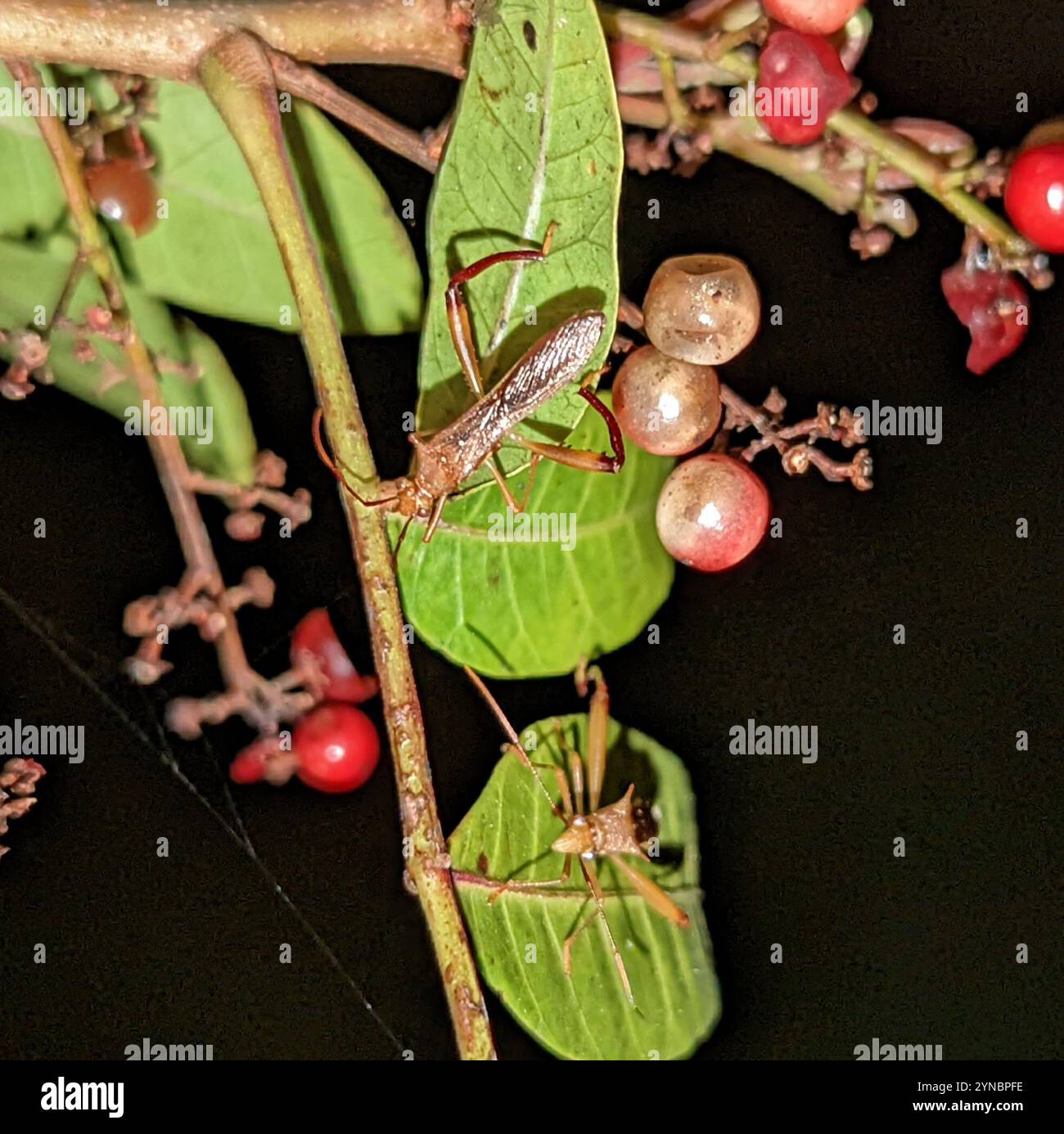 Hyalymenus hi-res stock photography and images - Alamy