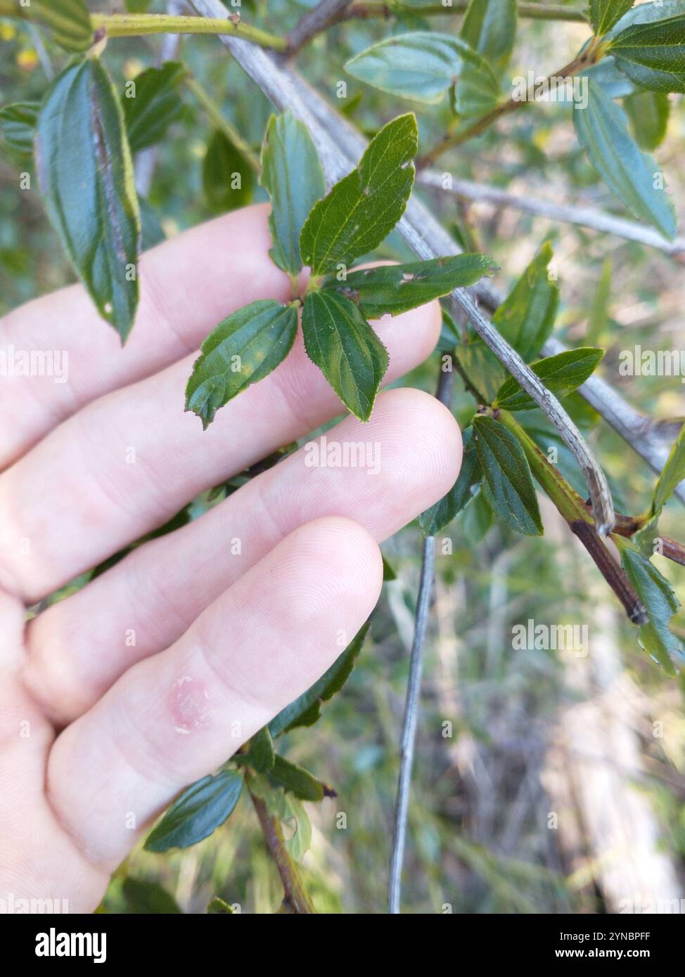 Blueblossom Ceanothus Thyrsiflorus Stock Photo Alamy