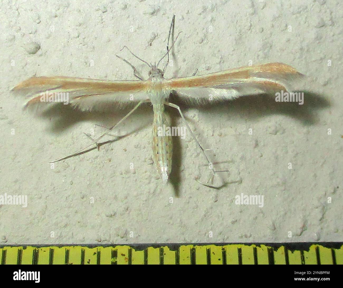 Plume Moths (Pterophoridae Stock Photo - Alamy