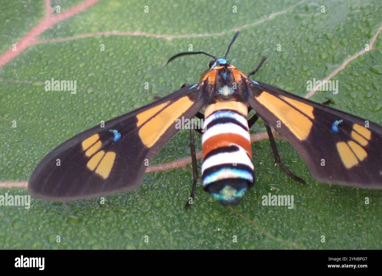 Basker (Euchromia lethe Stock Photo - Alamy