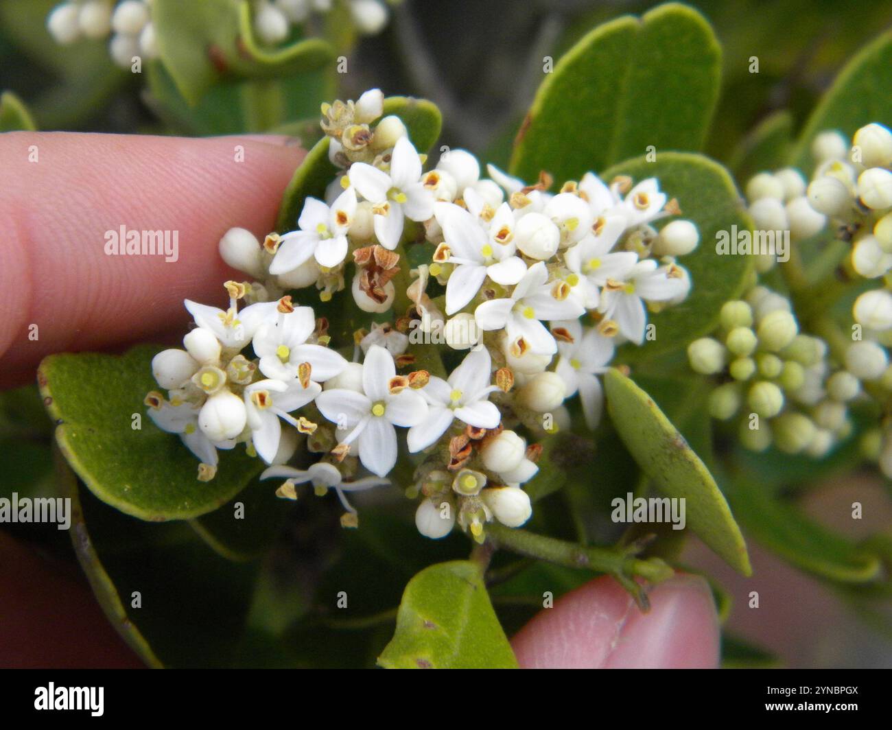 Black Ironwood (Olea capensis Stock Photo - Alamy