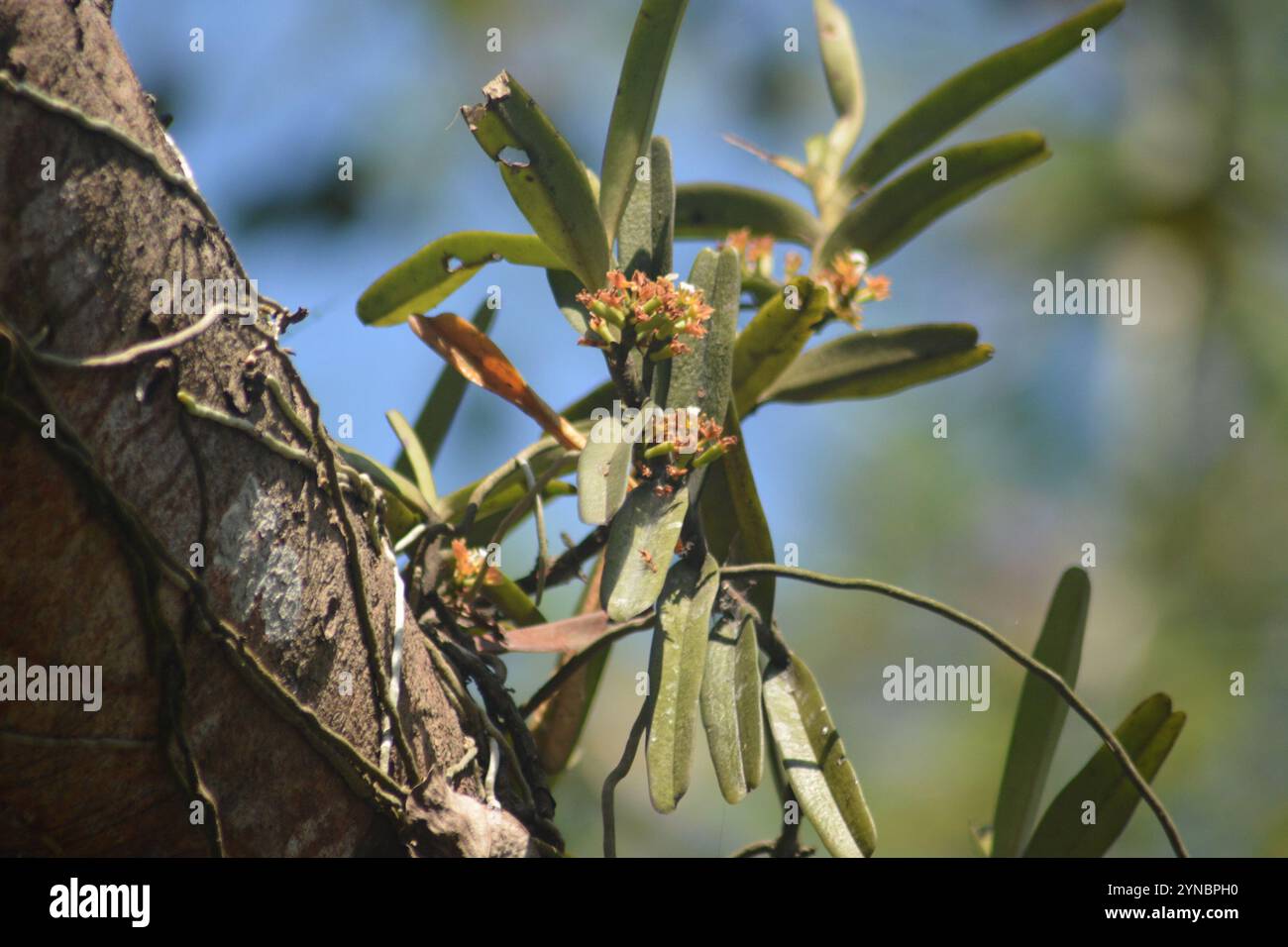 Acampe hi-res stock photography and images - Alamy