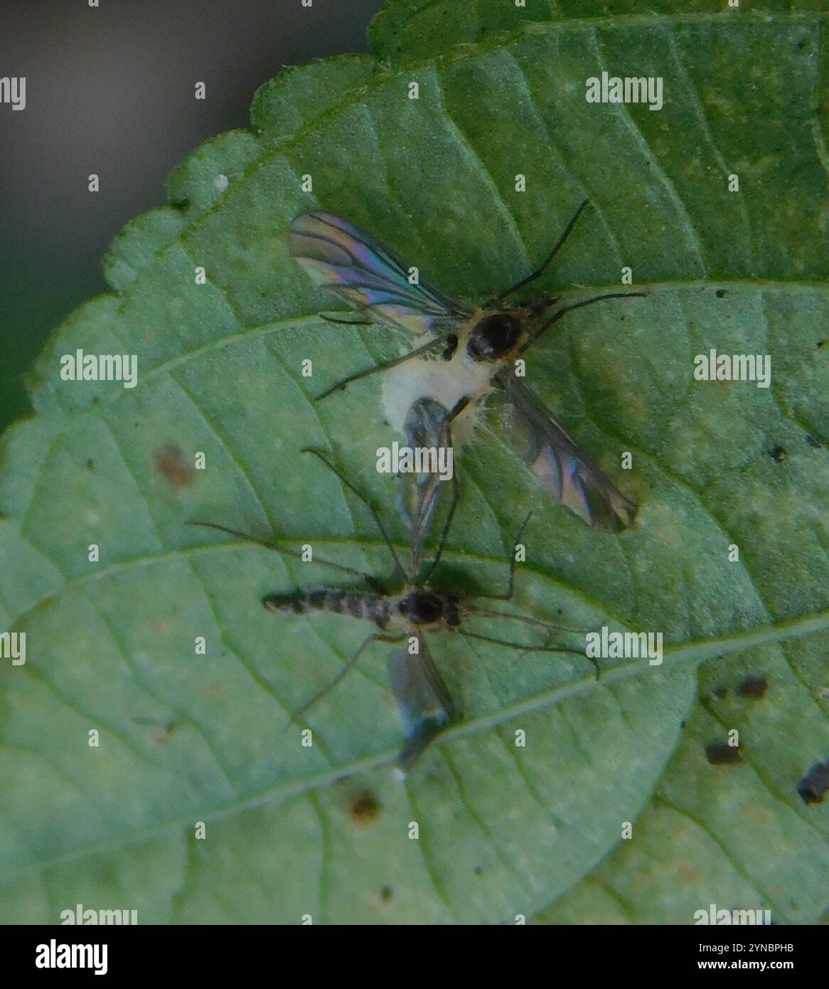 Insect Destroyers (Entomophthorales Stock Photo - Alamy