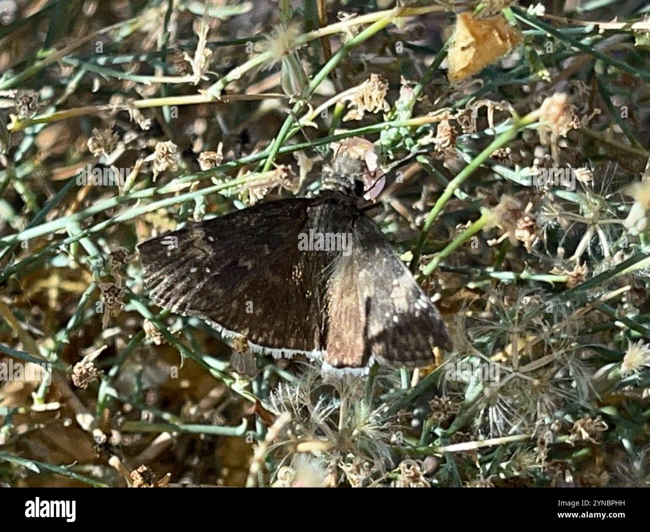 Funereal Duskywing (Erynnis funeralis Stock Photo - Alamy