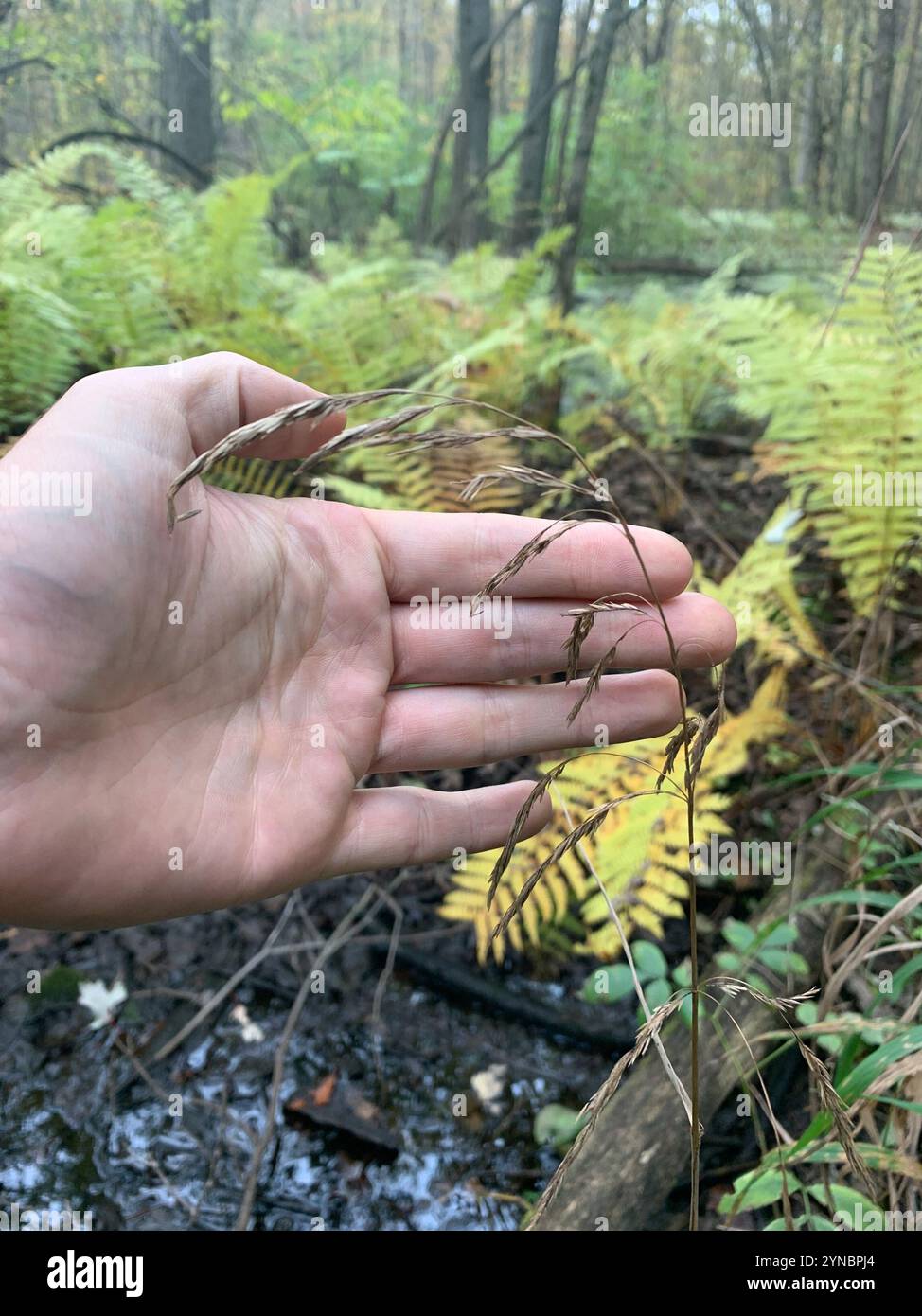 stout wood reed (Cinna arundinacea Stock Photo - Alamy