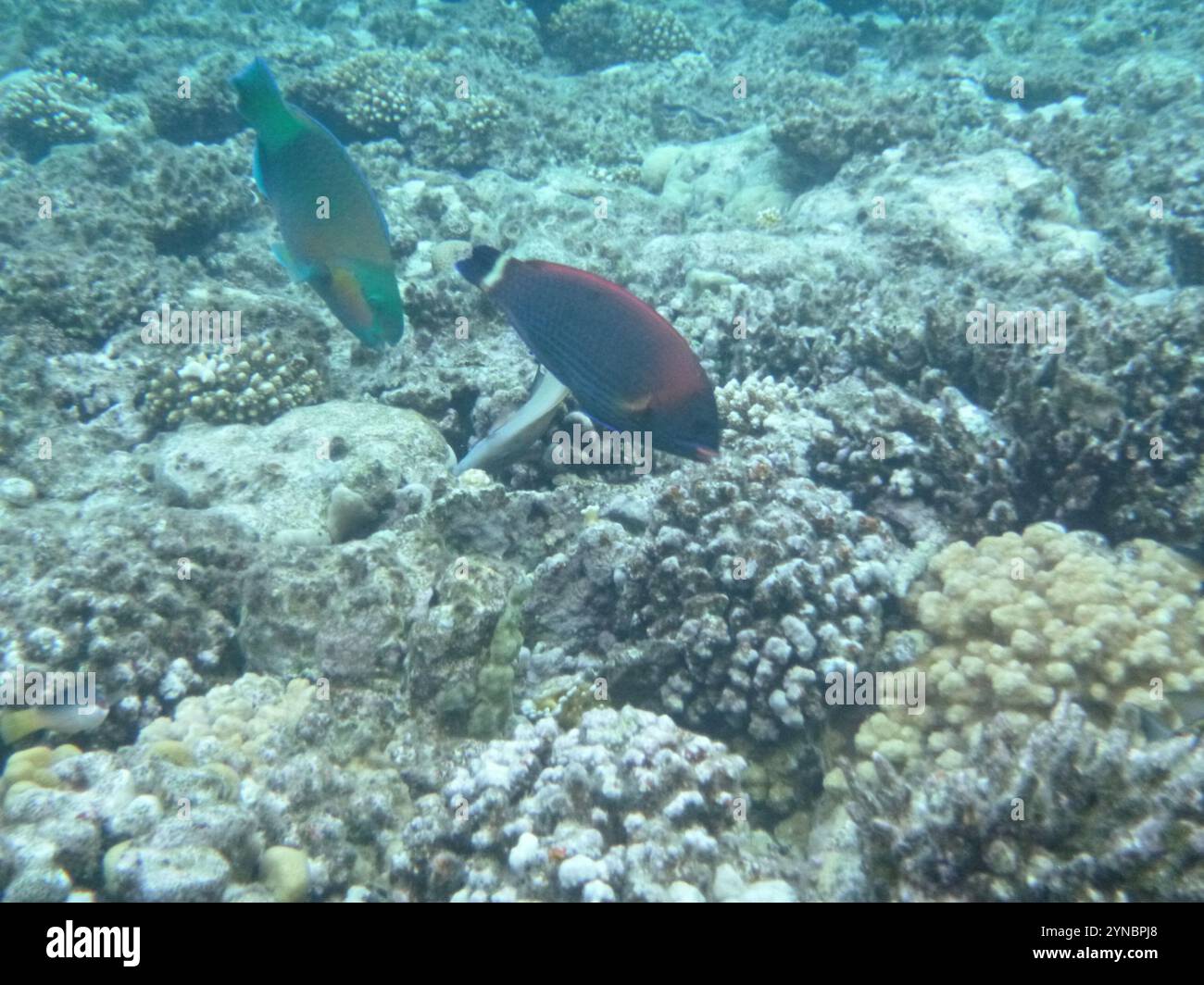 Chiseltooth Wrasse (Pseudodax moluccanus Stock Photo - Alamy