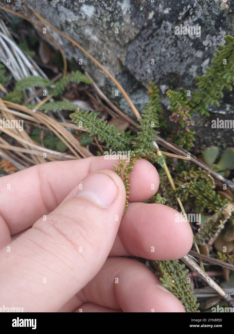 lace lip fern (Myriopteris gracillima Stock Photo - Alamy