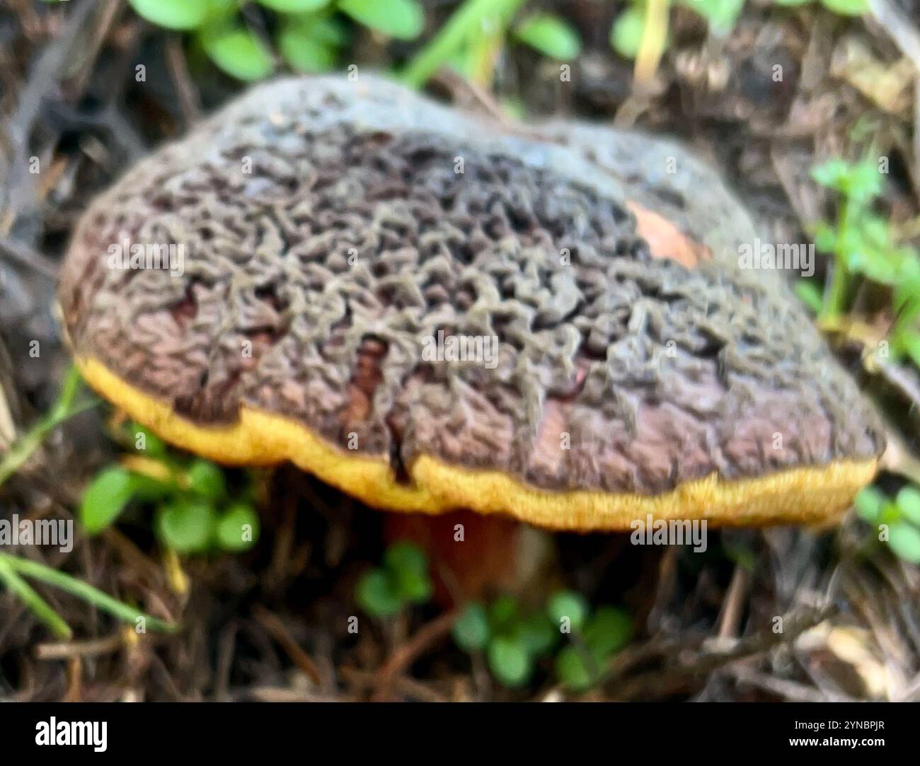 Zeller's bolete (Xerocomellus zelleri Stock Photo - Alamy