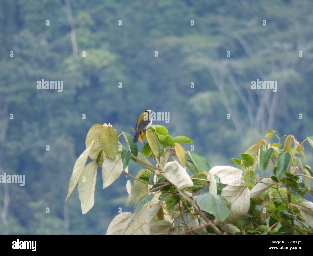 Black winged saltator hi-res stock photography and images - Alamy