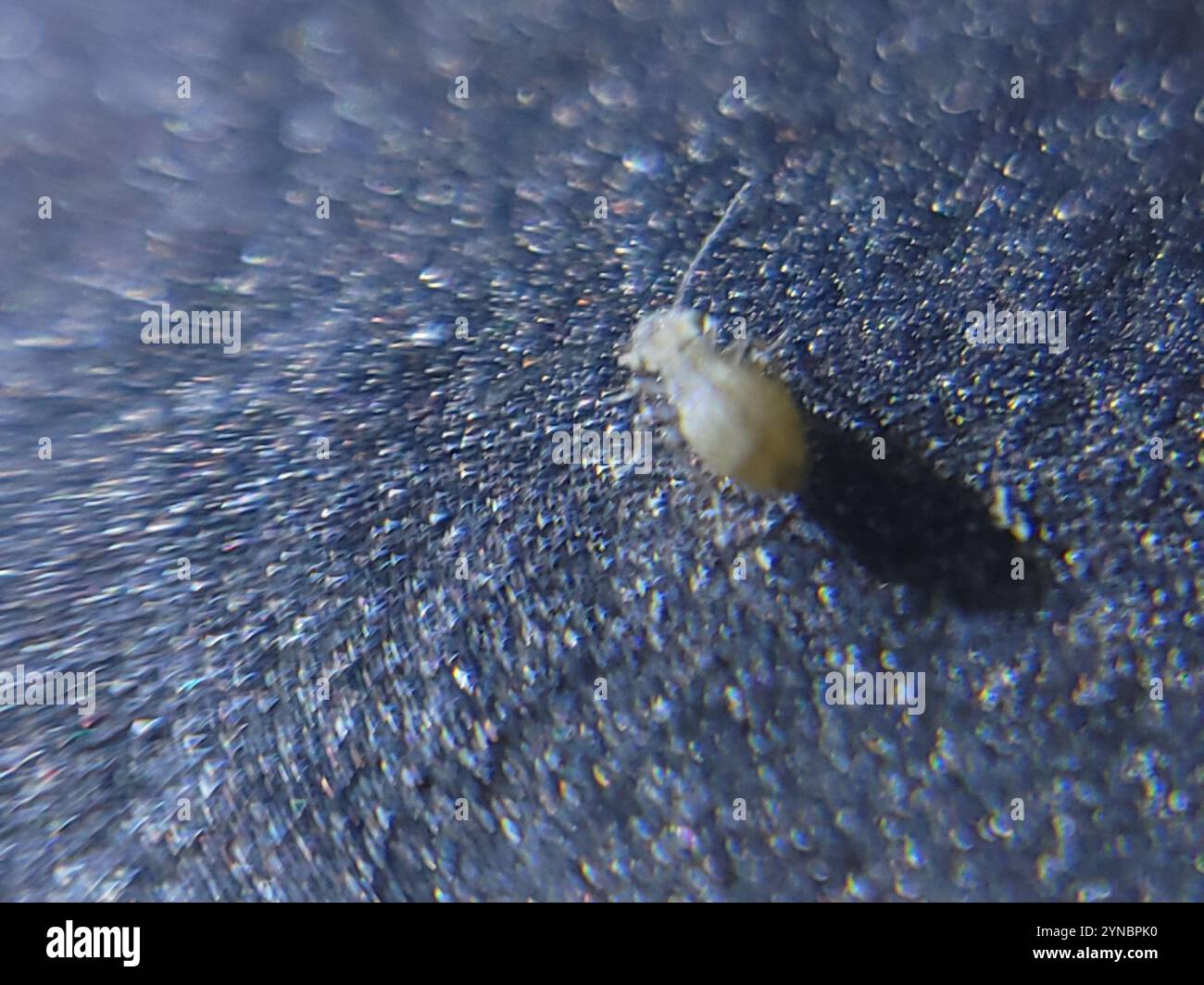 Barklice, Booklice, and Parasitic Lice (Psocodea Stock Photo - Alamy