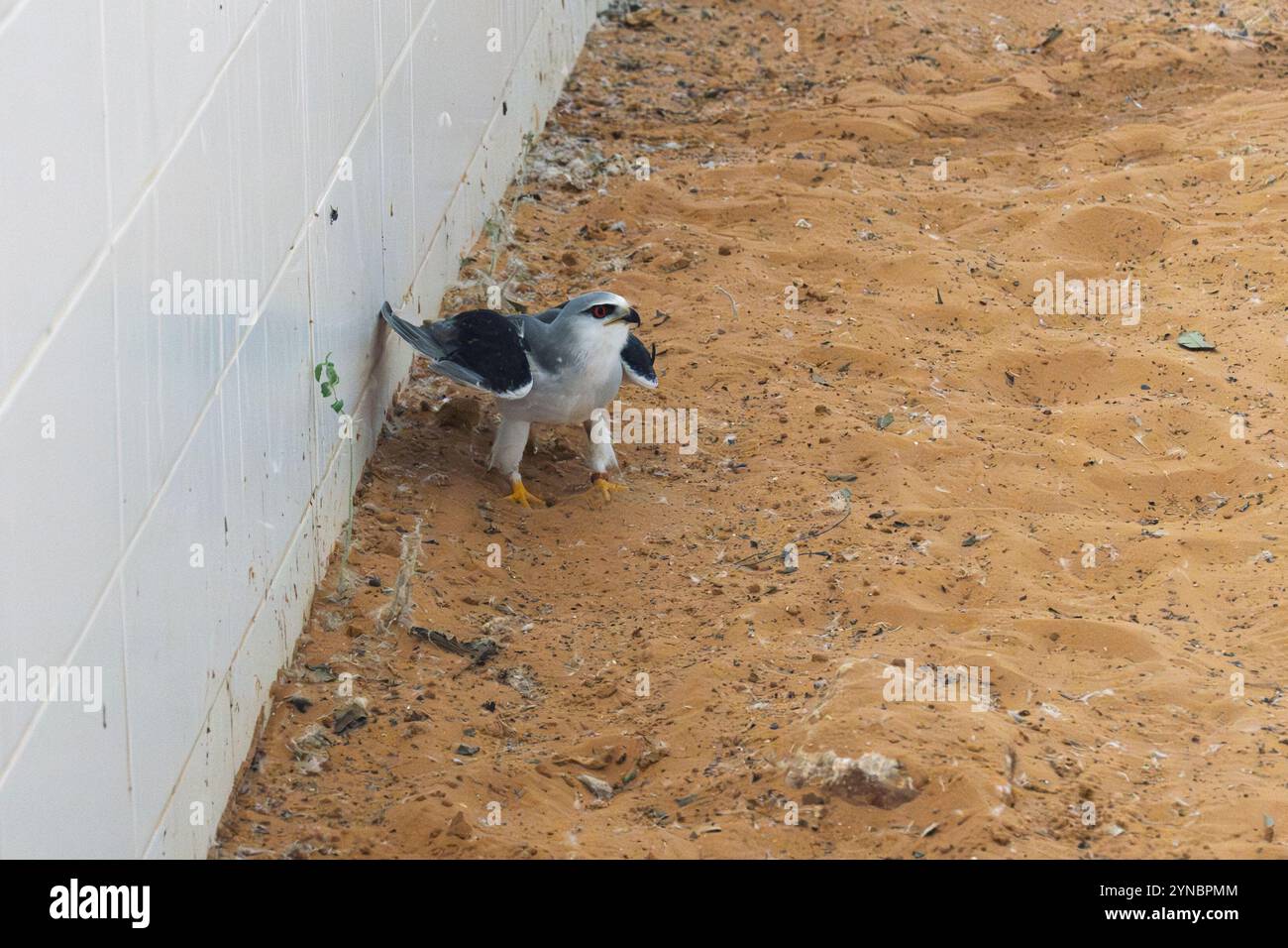 Hospitalised wounded black-winged kite (Elanus caeruleus), حدأة سوداء ...