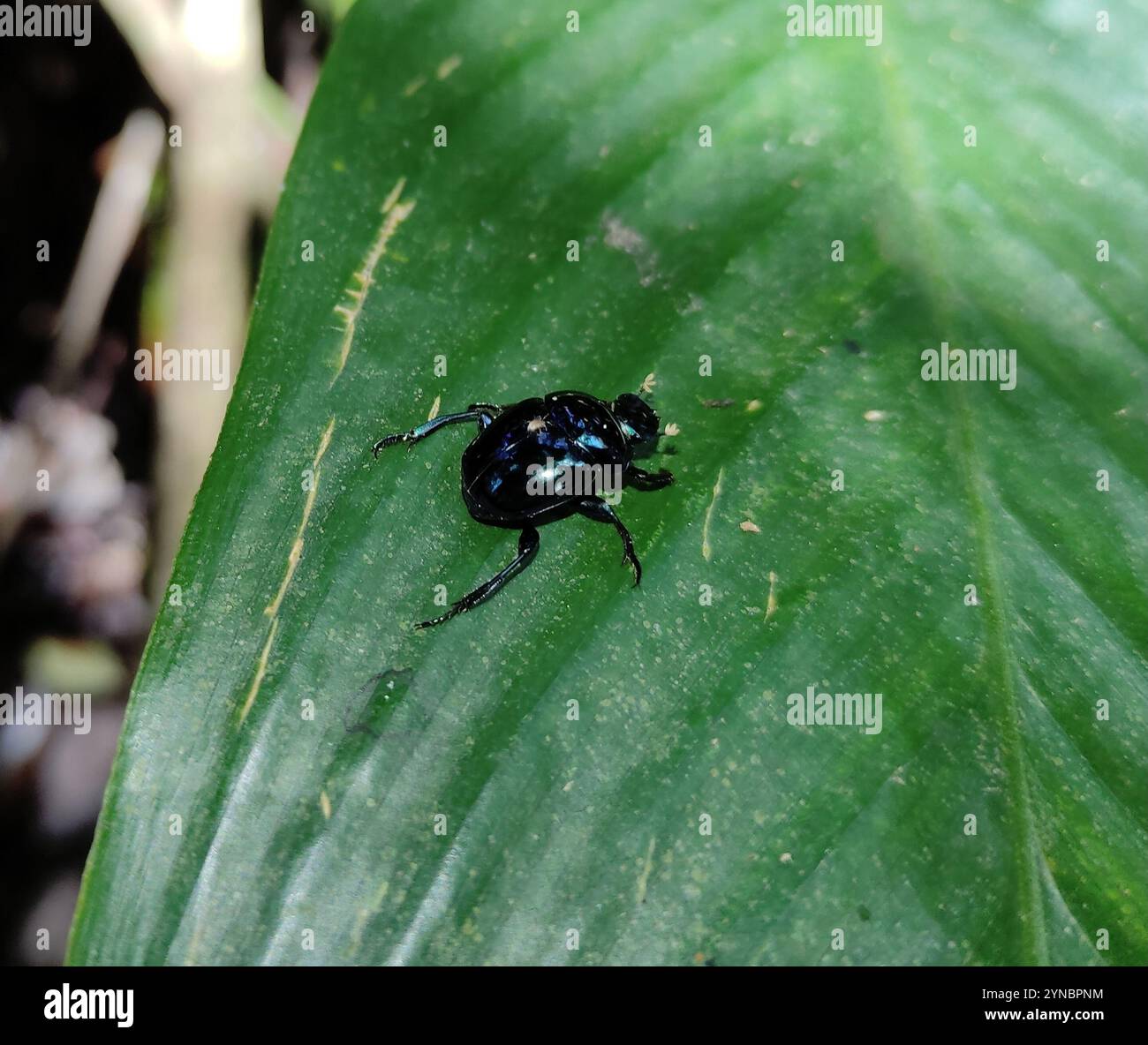 Dung Beetles (Scarabaeinae Stock Photo - Alamy