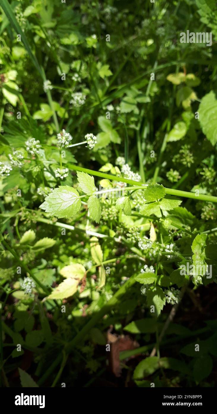 Fool's Watercress (Helosciadium nodiflorum Stock Photo - Alamy
