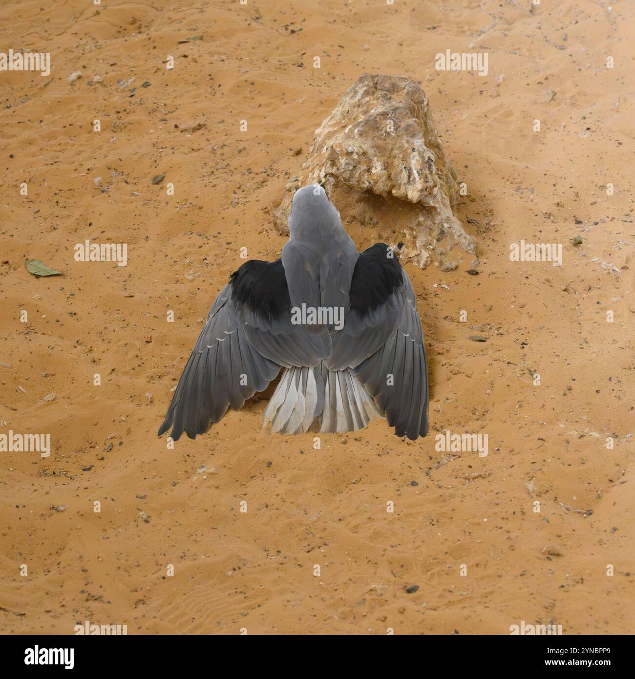 Hospitalised wounded black-winged kite (Elanus caeruleus), حدأة سوداء ...