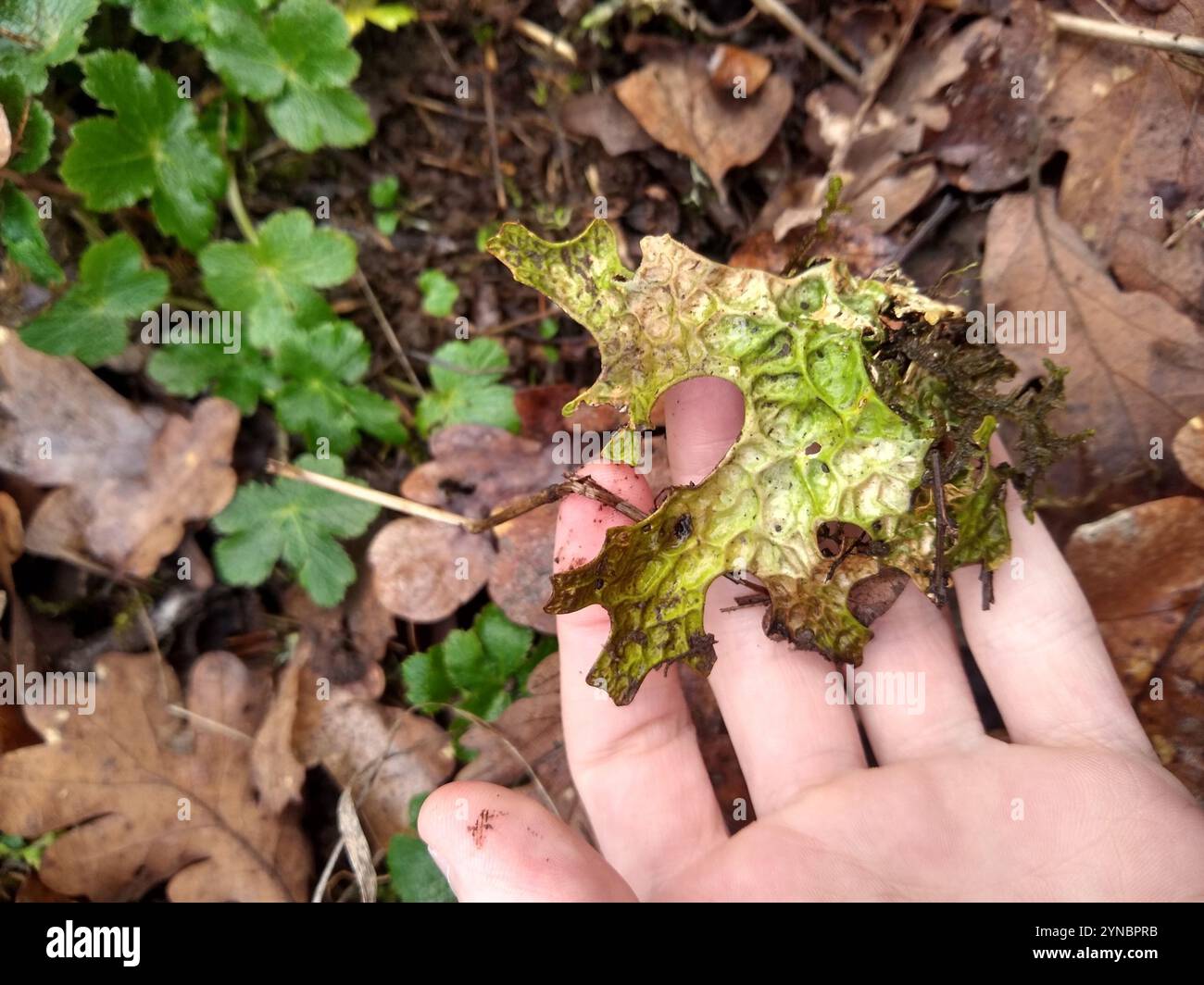 Tree Lungwort (Lobaria pulmonaria Stock Photo - Alamy