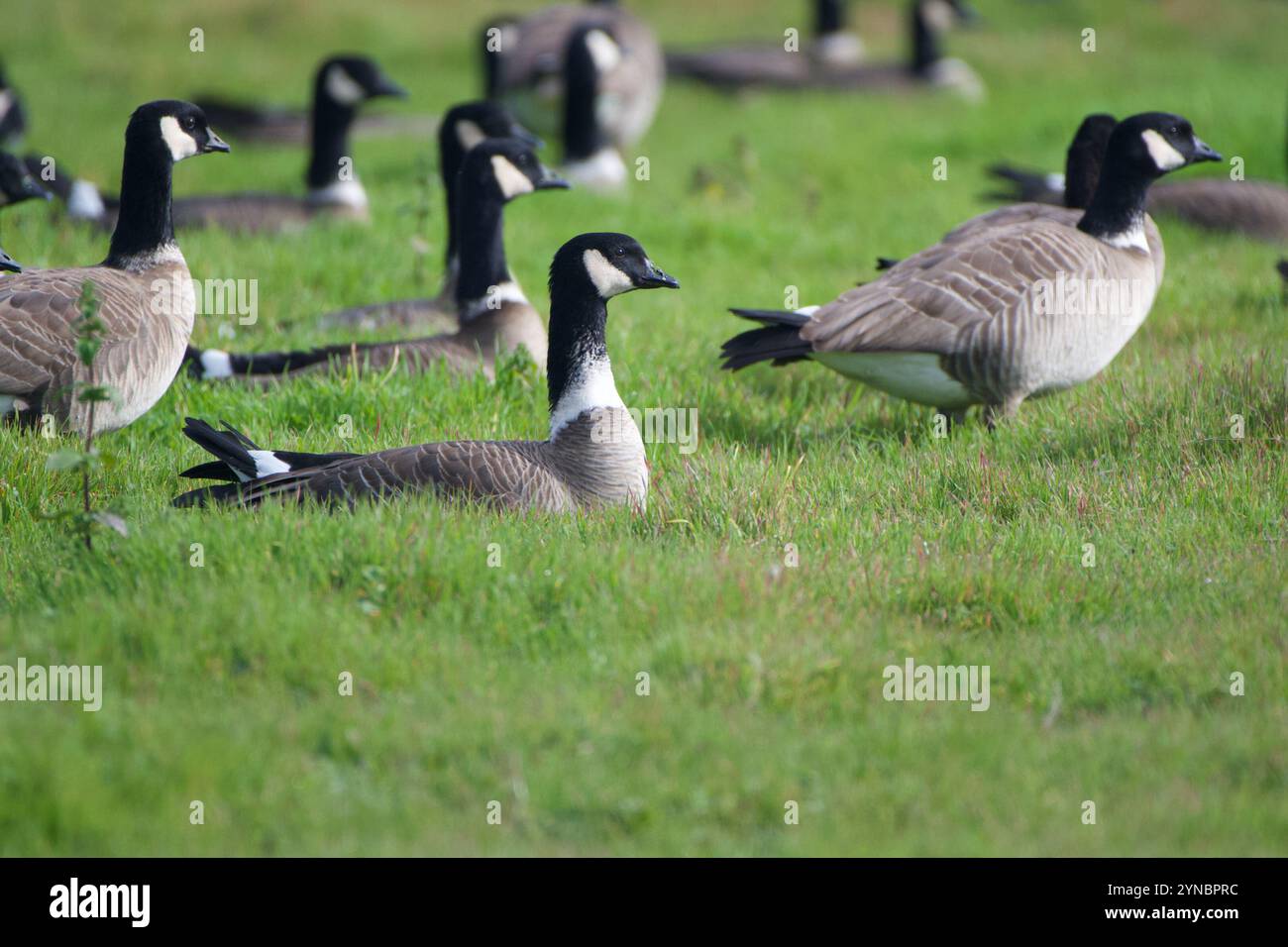 Aleutian goose hi-res stock photography and images - Alamy