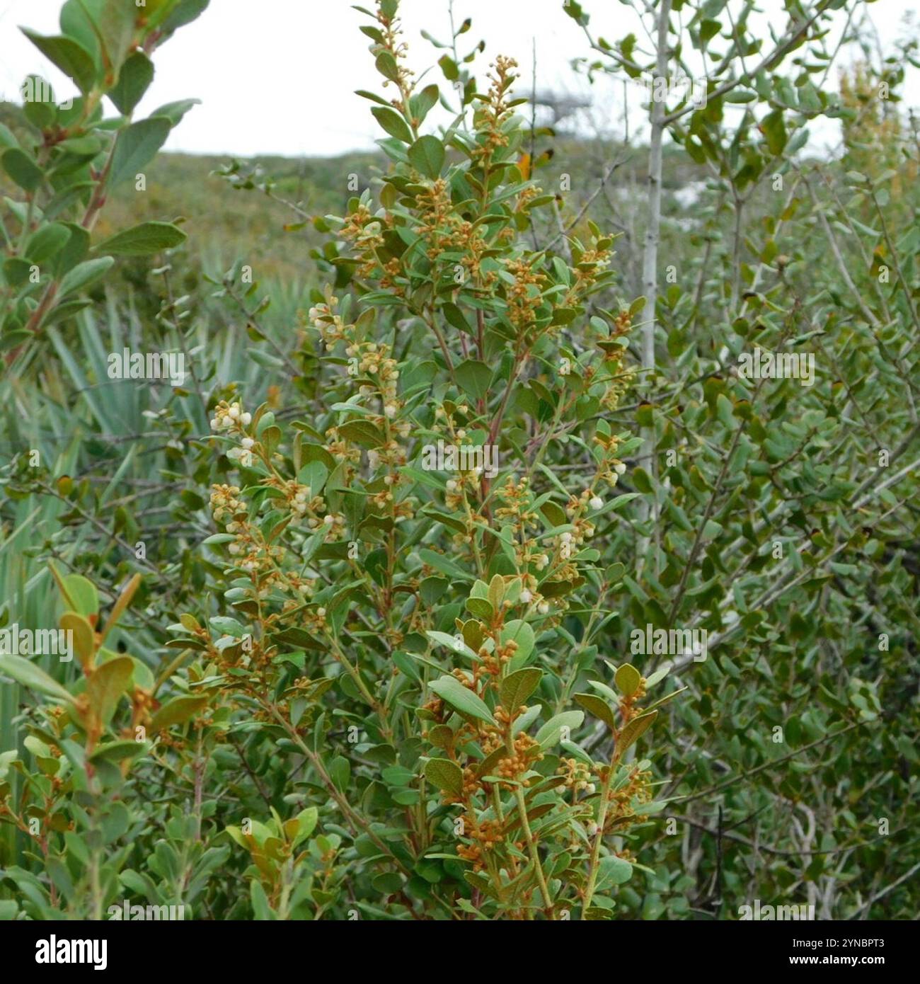 coastal plain staggerbush (Lyonia fruticosa Stock Photo - Alamy