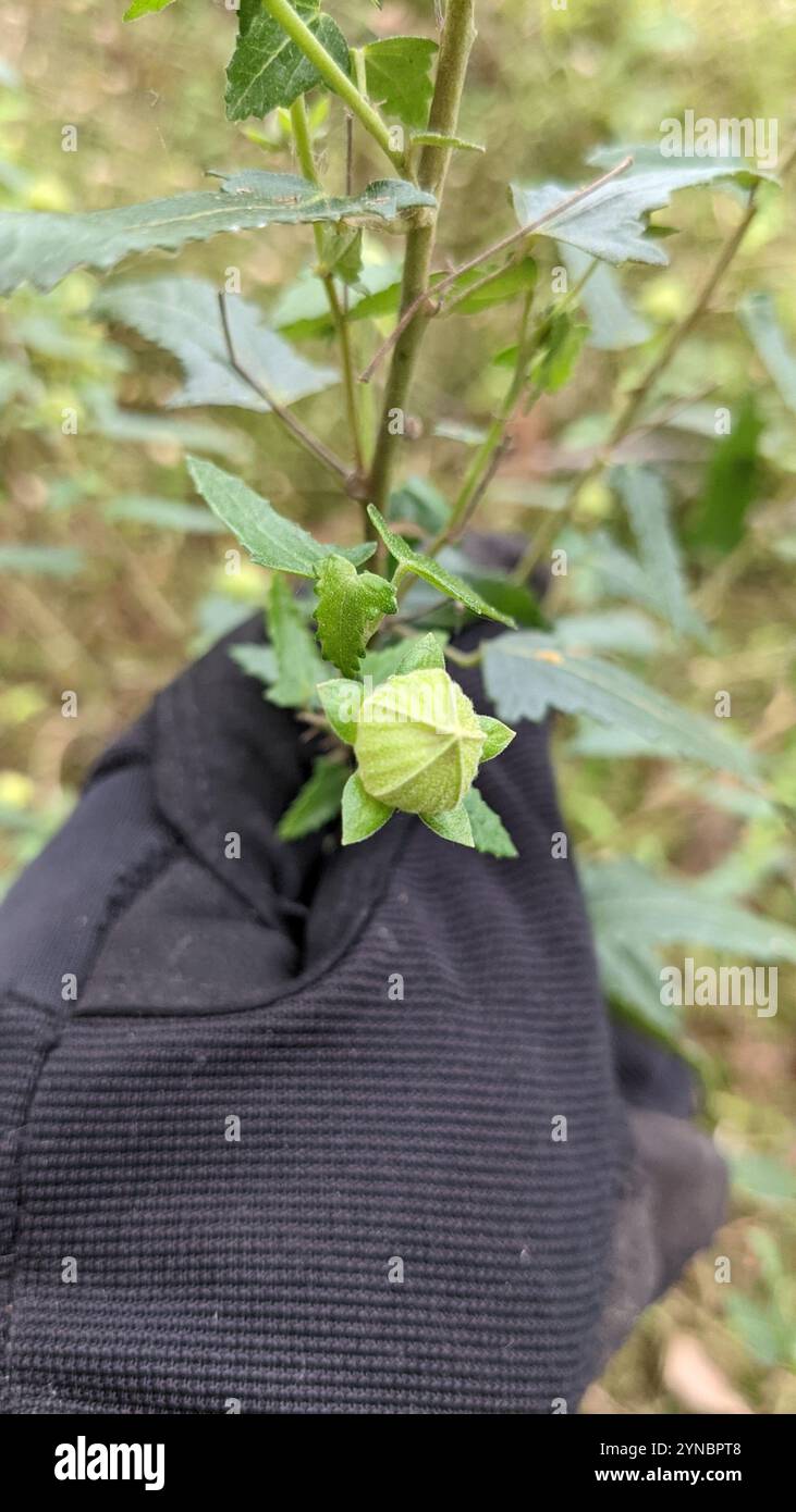 Spearleaf hi-res stock photography and images - Alamy
