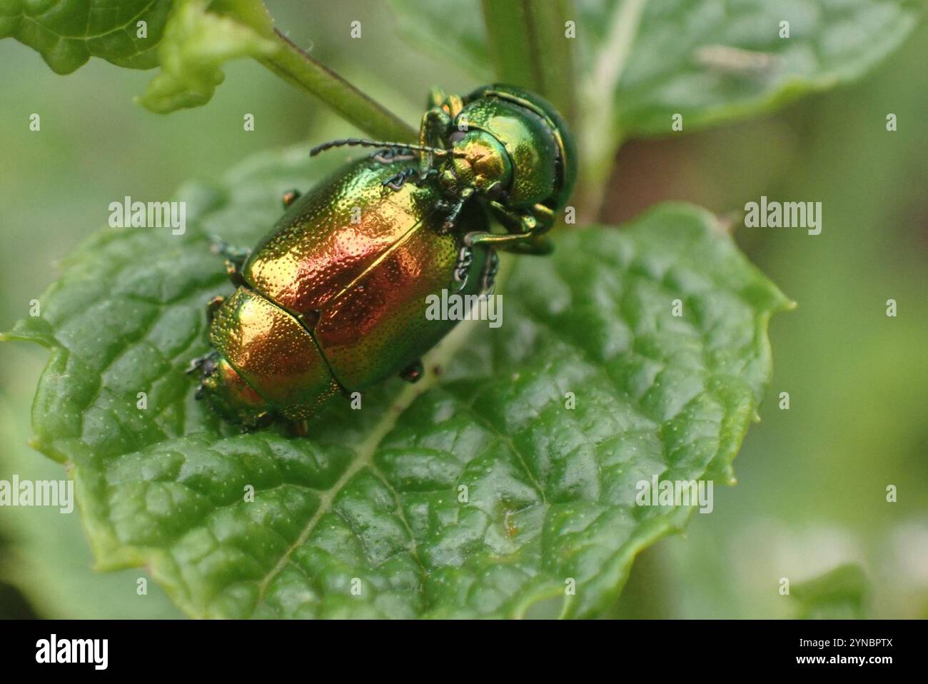 Mint Leaf beetle (Chrysolina herbacea Stock Photo - Alamy