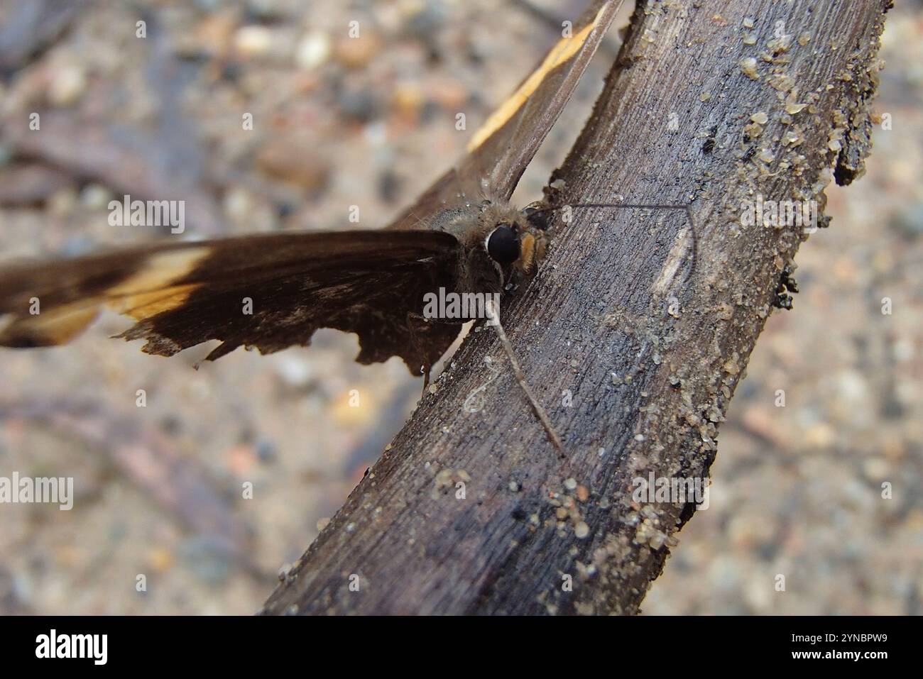 Swordgrass hi-res stock photography and images - Alamy