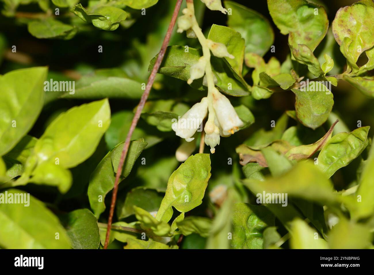 giant dodder (Cuscuta reflexa Stock Photo - Alamy