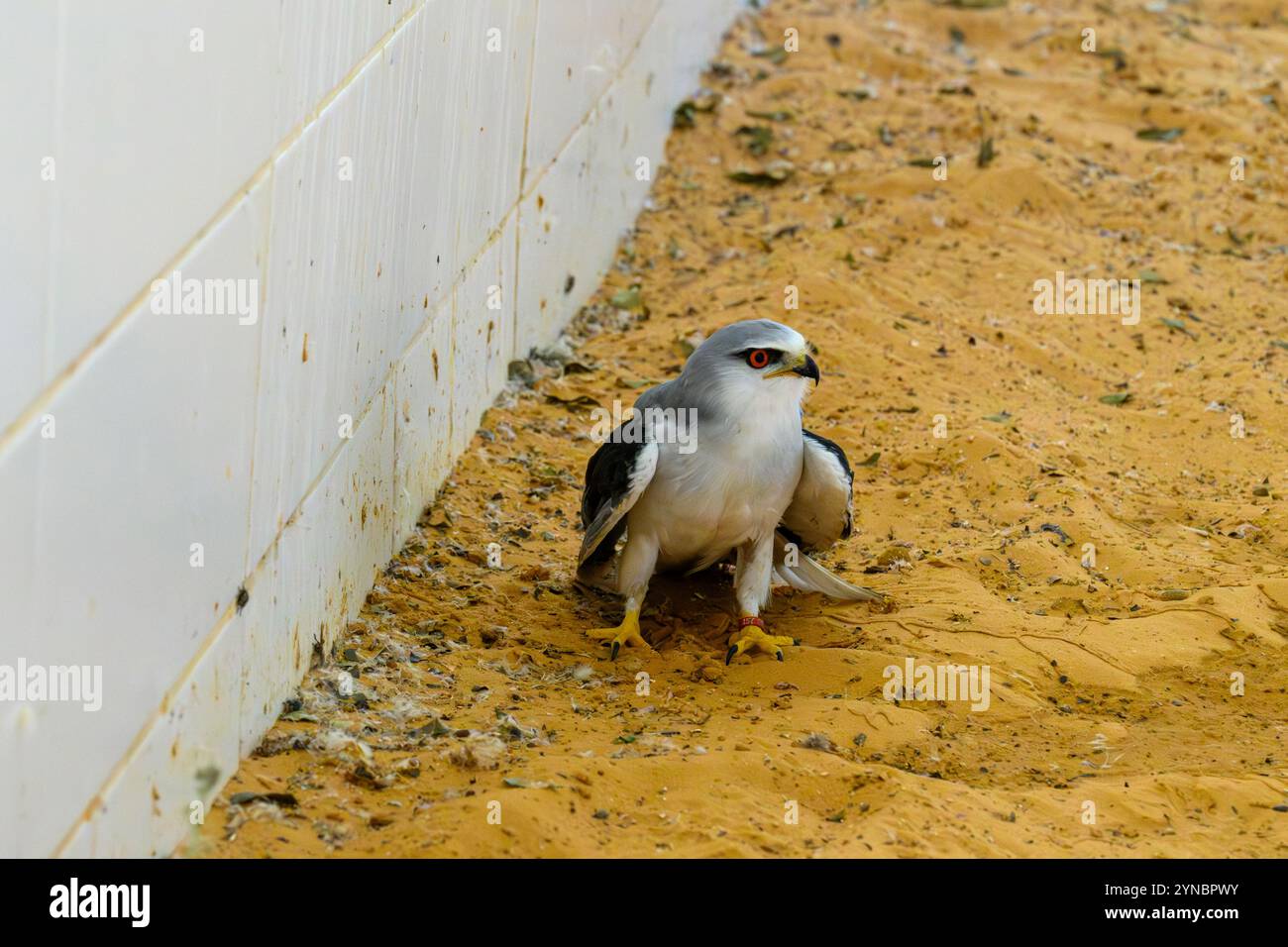 Hospitalised wounded black-winged kite (Elanus caeruleus), حدأة سوداء ...