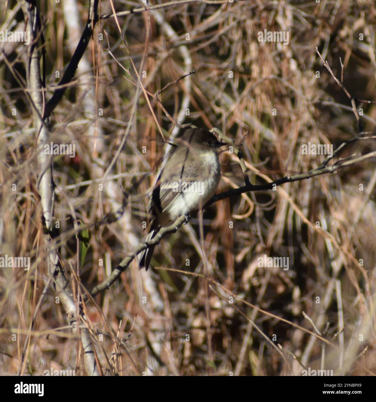 Eastern Phoebe (Sayornis phoebe Stock Photo - Alamy