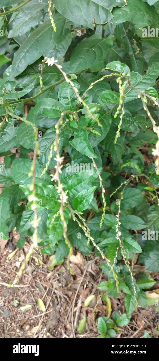 Guinea hen weed hi-res stock photography and images - Alamy