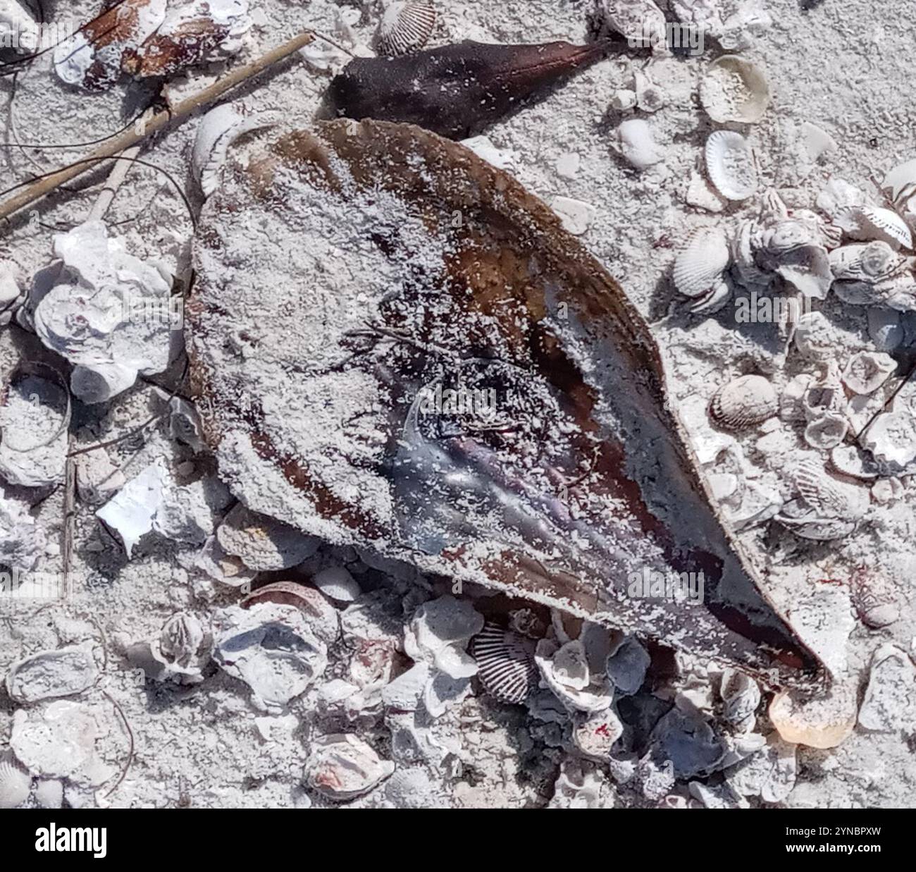Stiff Pen Shell (Atrina rigida Stock Photo - Alamy