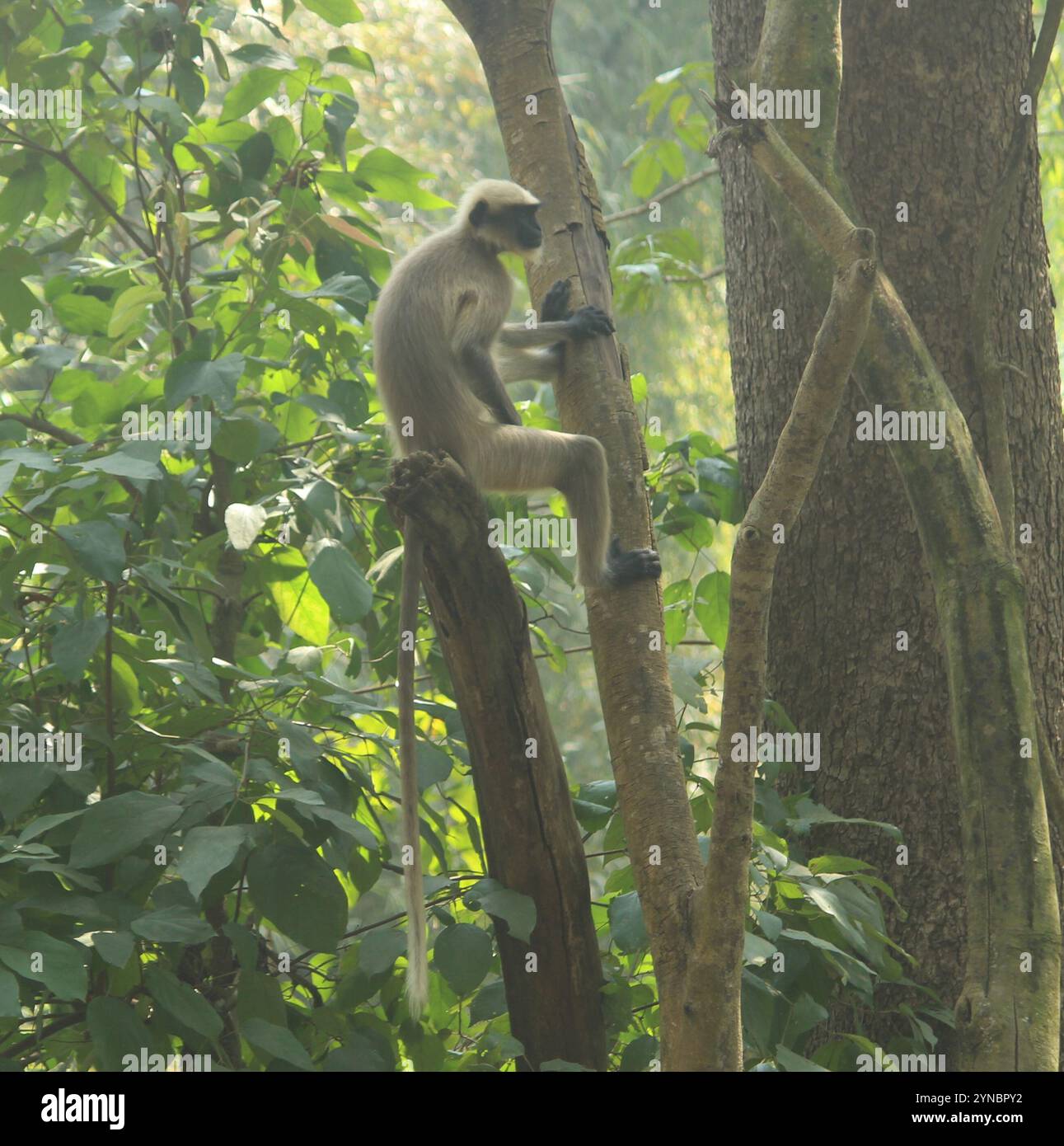 Semnopithecus hypoleucos hi-res stock photography and images - Alamy