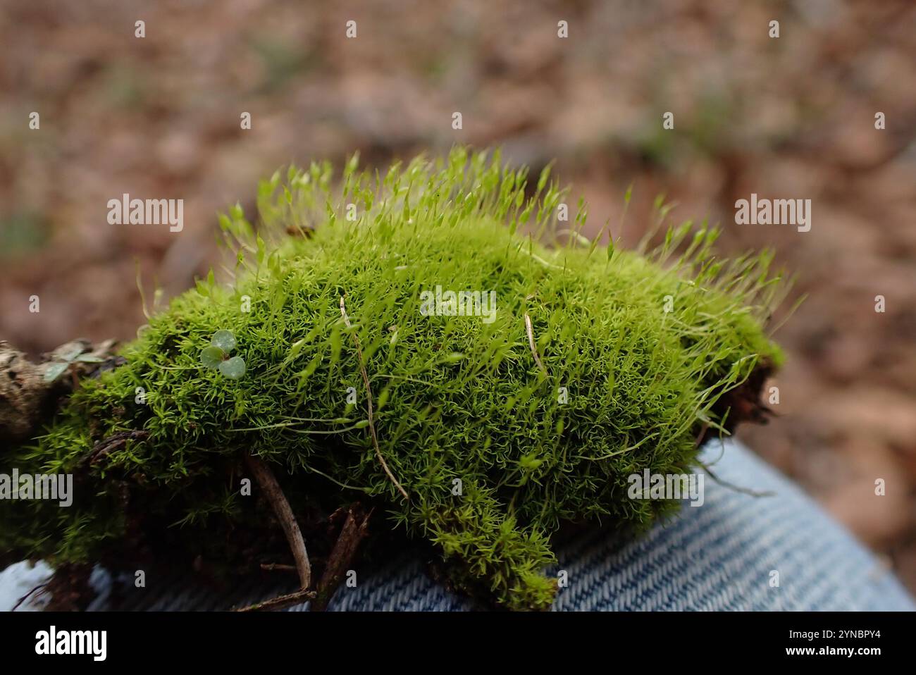 Green-tufted Stubble Moss (Weissia controversa Stock Photo - Alamy
