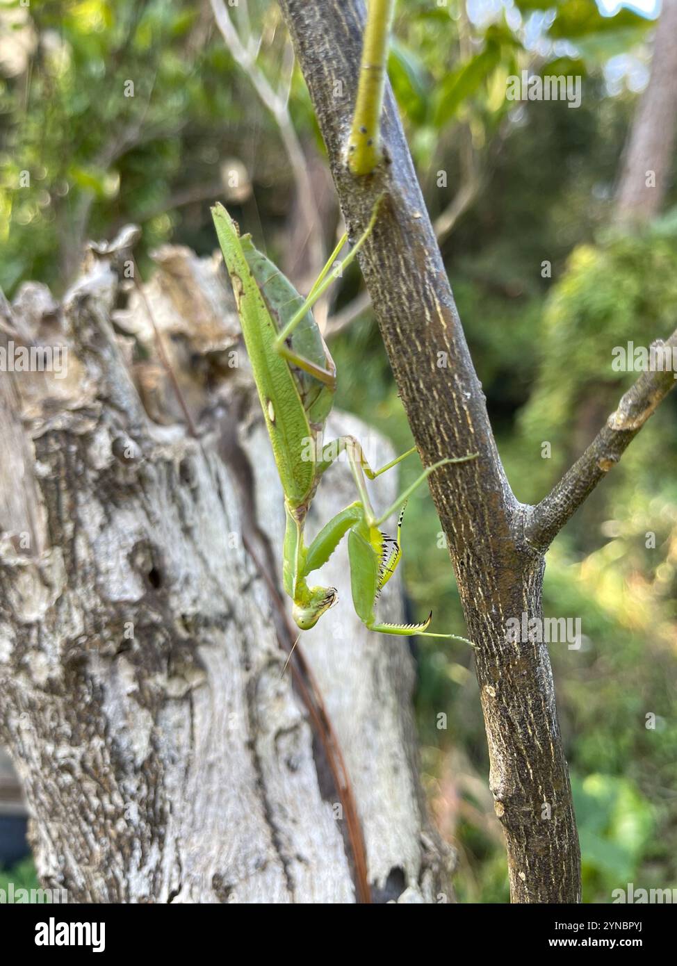 Giant Asian Mantis (Hierodula patellifera Stock Photo - Alamy