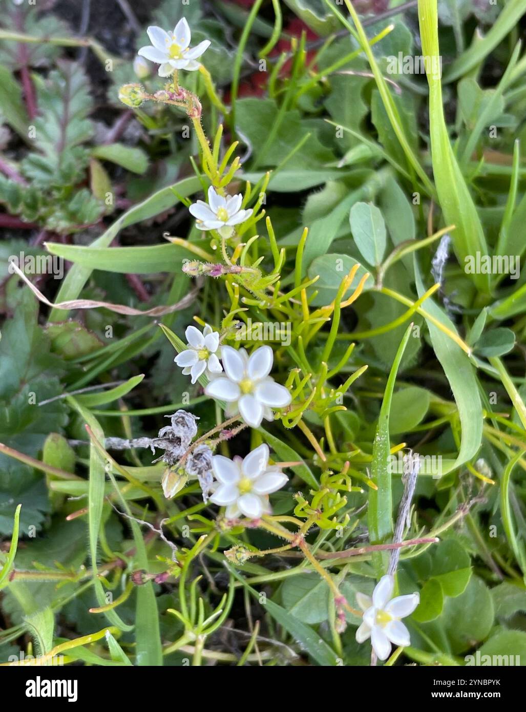 Corn spurrey (Spergula arvensis Stock Photo - Alamy