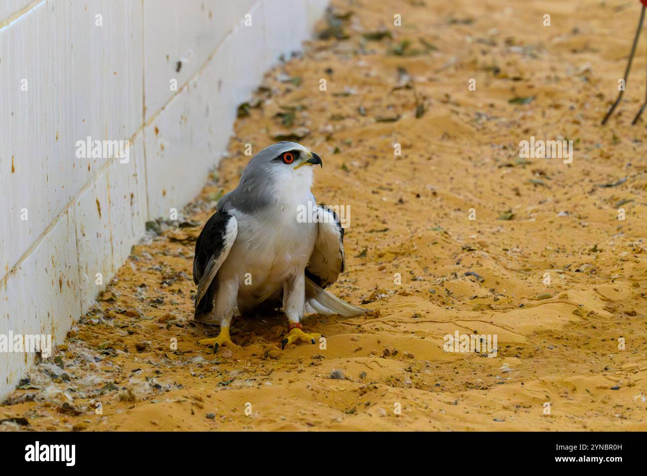 Hospitalised wounded black-winged kite (Elanus caeruleus), حدأة سوداء ...