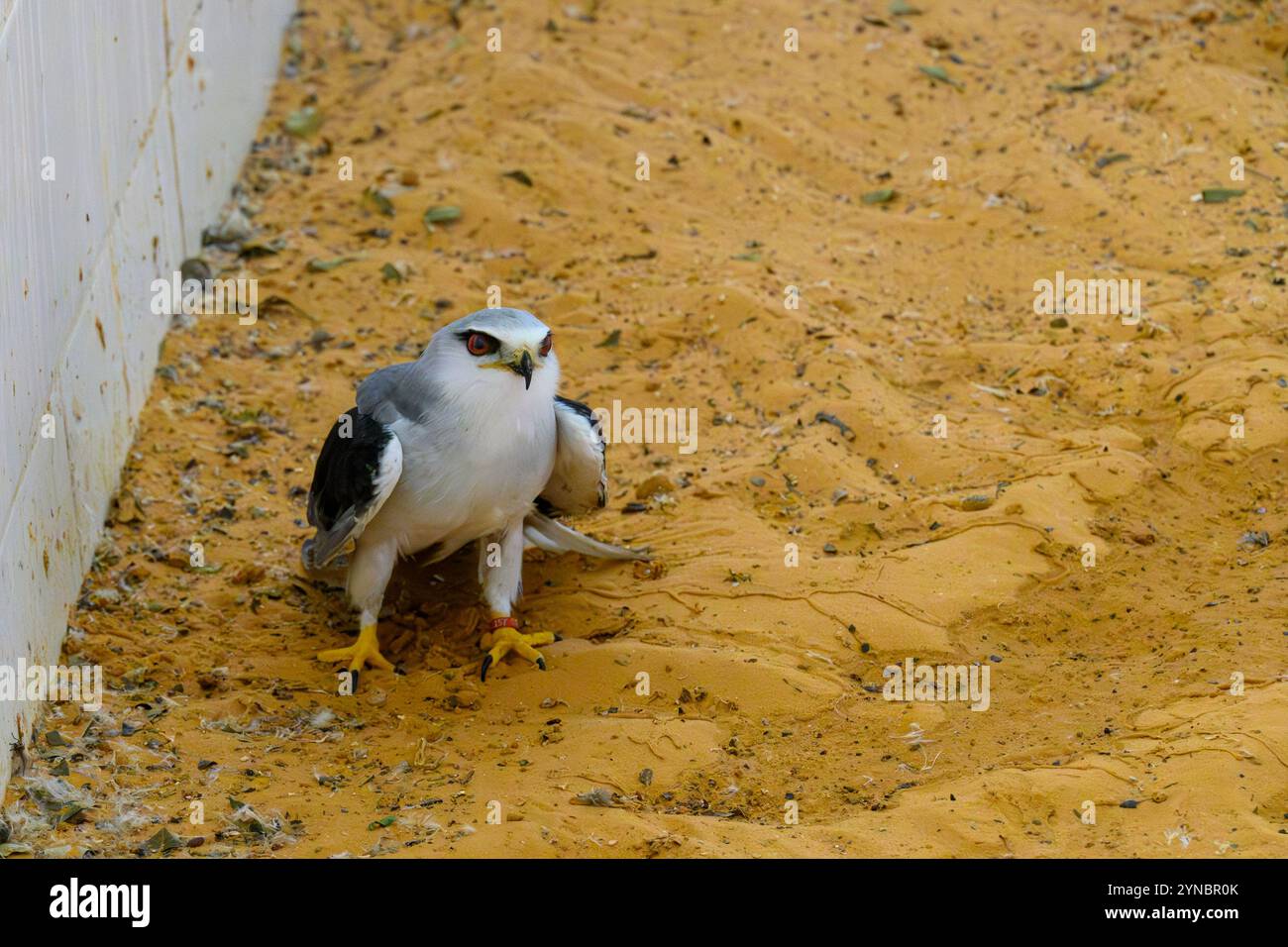 Hospitalised wounded black-winged kite (Elanus caeruleus), حدأة سوداء ...