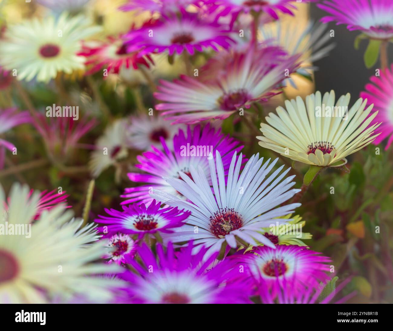 Livingstone daisy plants hi-res stock photography and images - Alamy