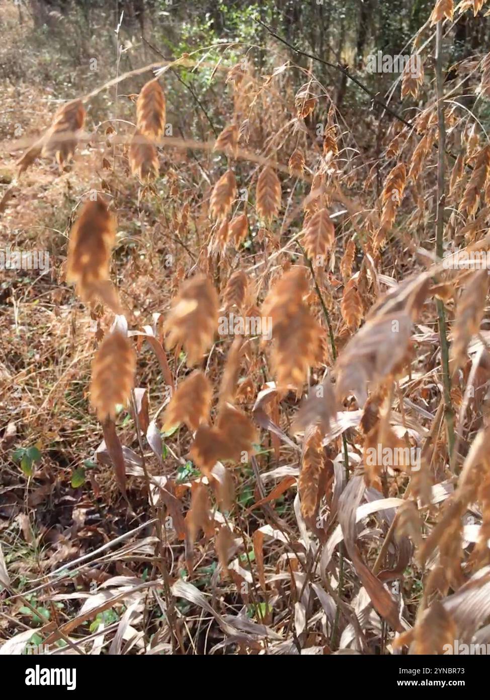 inland wood oats (Chasmanthium latifolium Stock Photo - Alamy