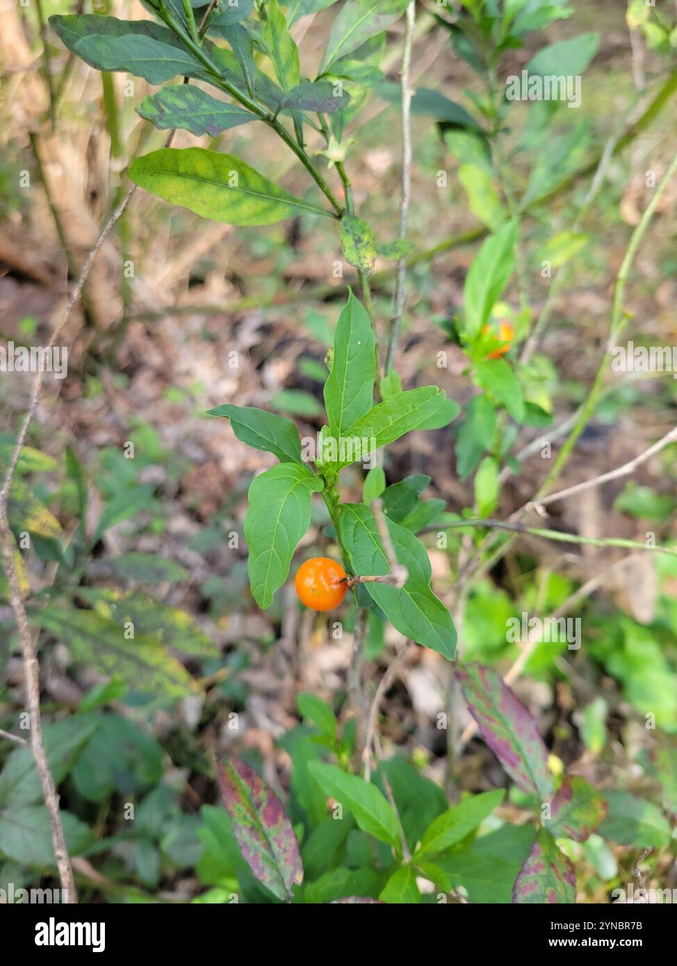 Jerusalem cherry (Solanum pseudocapsicum Stock Photo - Alamy