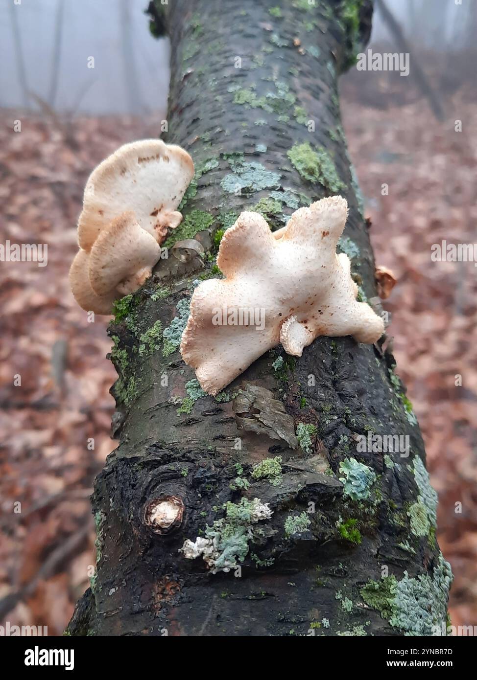 hexagonal-pored polypore (Neofavolus alveolaris Stock Photo - Alamy