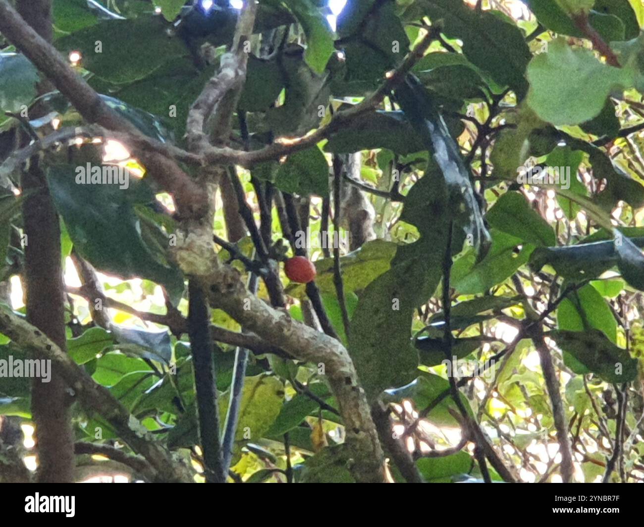 Pigeonwood (Hedycarya arborea Stock Photo - Alamy
