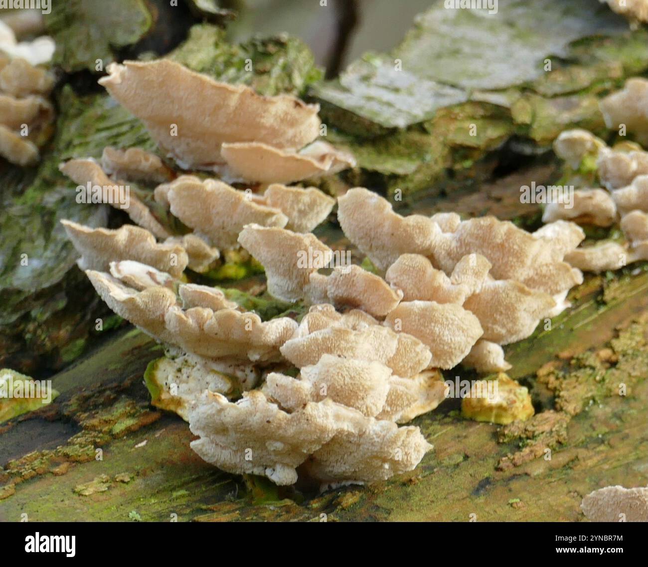 shelf fungi (Polyporales Stock Photo - Alamy