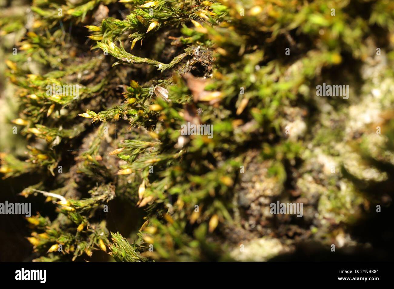 Lewinskya affinis hi-res stock photography and images - Alamy