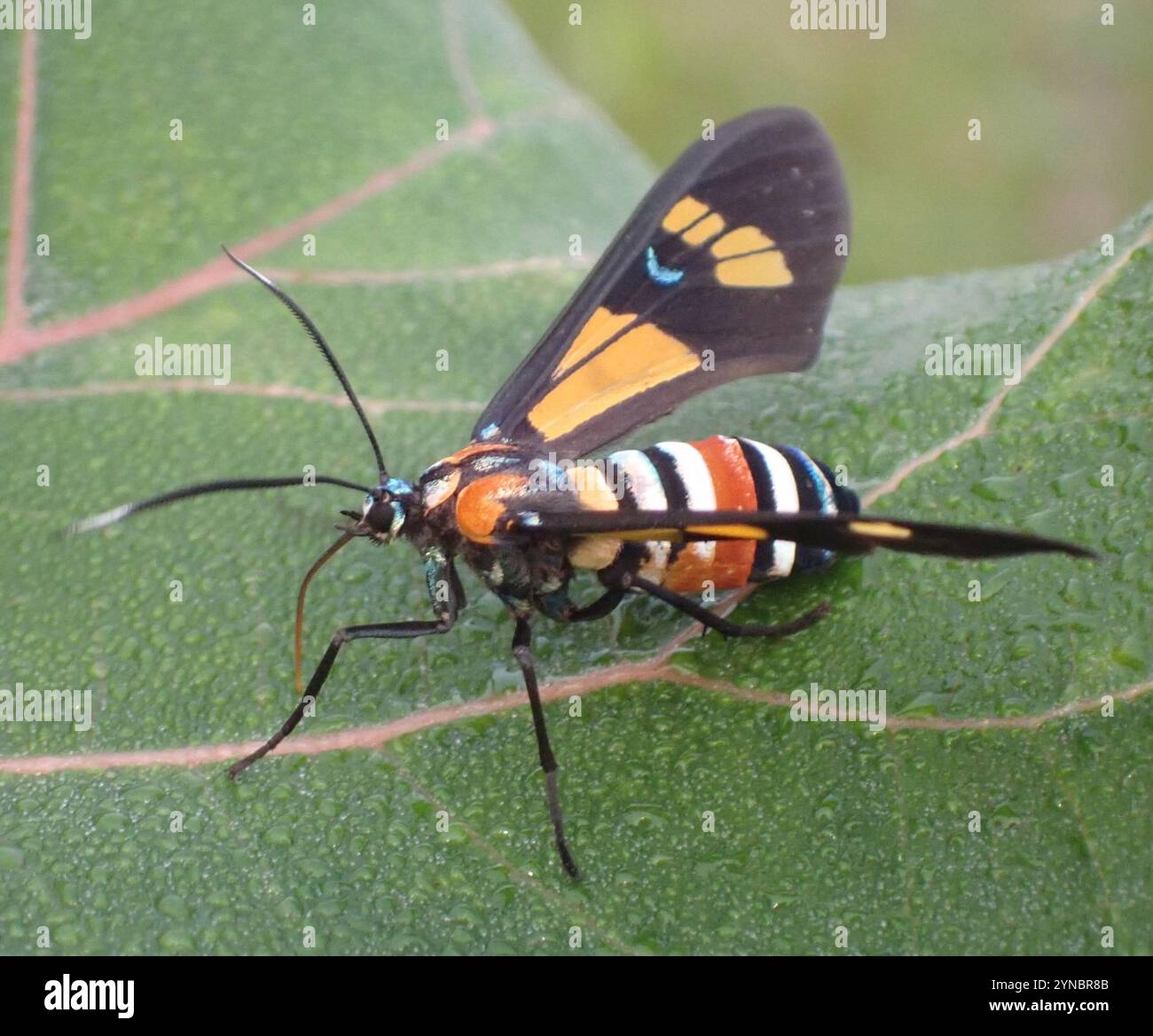 Basker (Euchromia lethe Stock Photo - Alamy