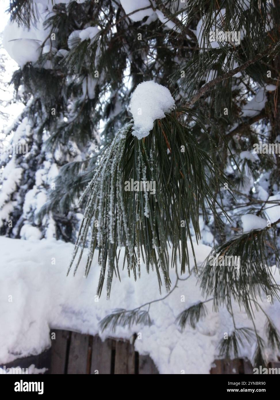 Siberian pine (Pinus sibirica Stock Photo - Alamy