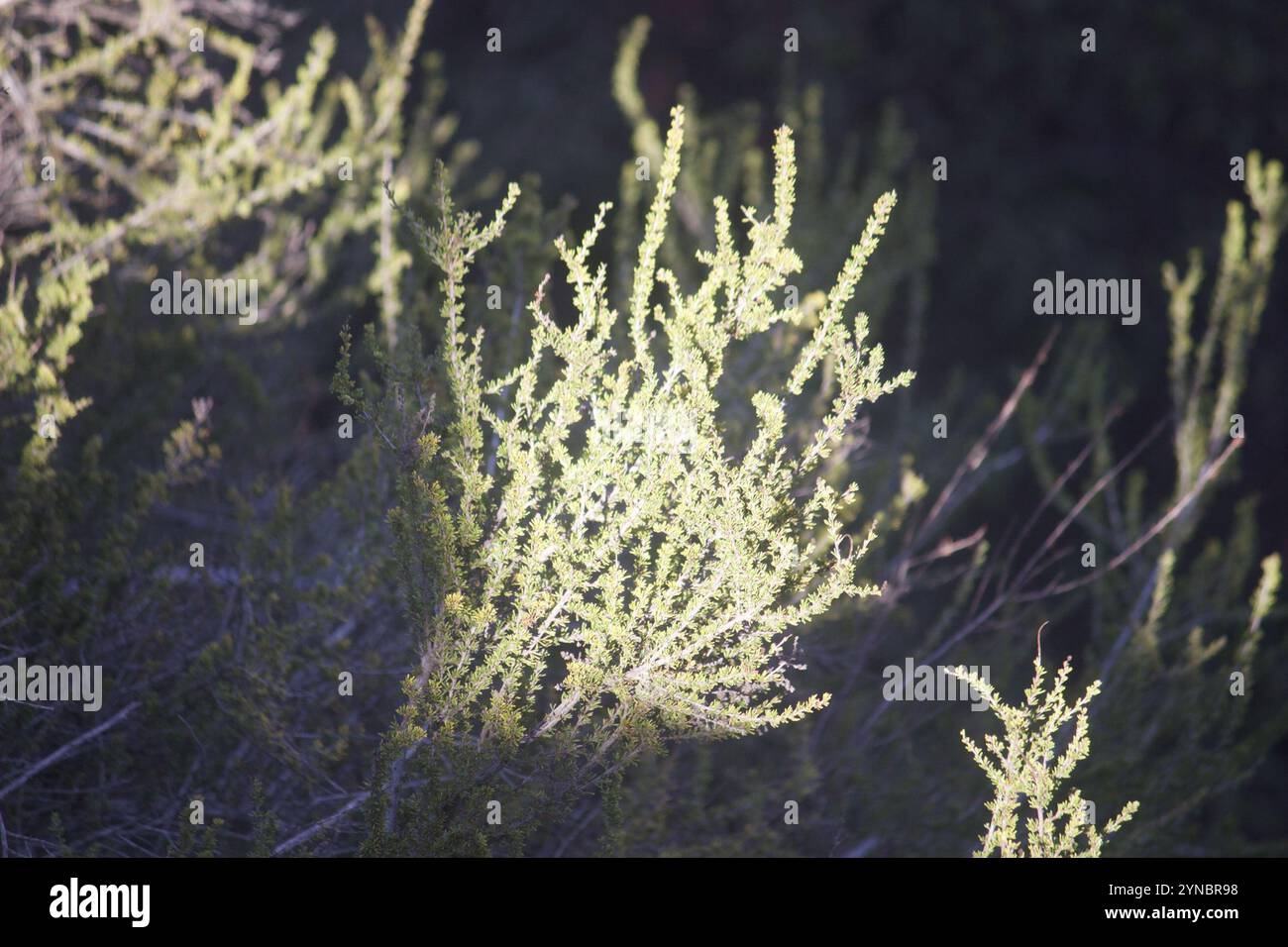 chamise (Adenostoma fasciculatum Stock Photo - Alamy