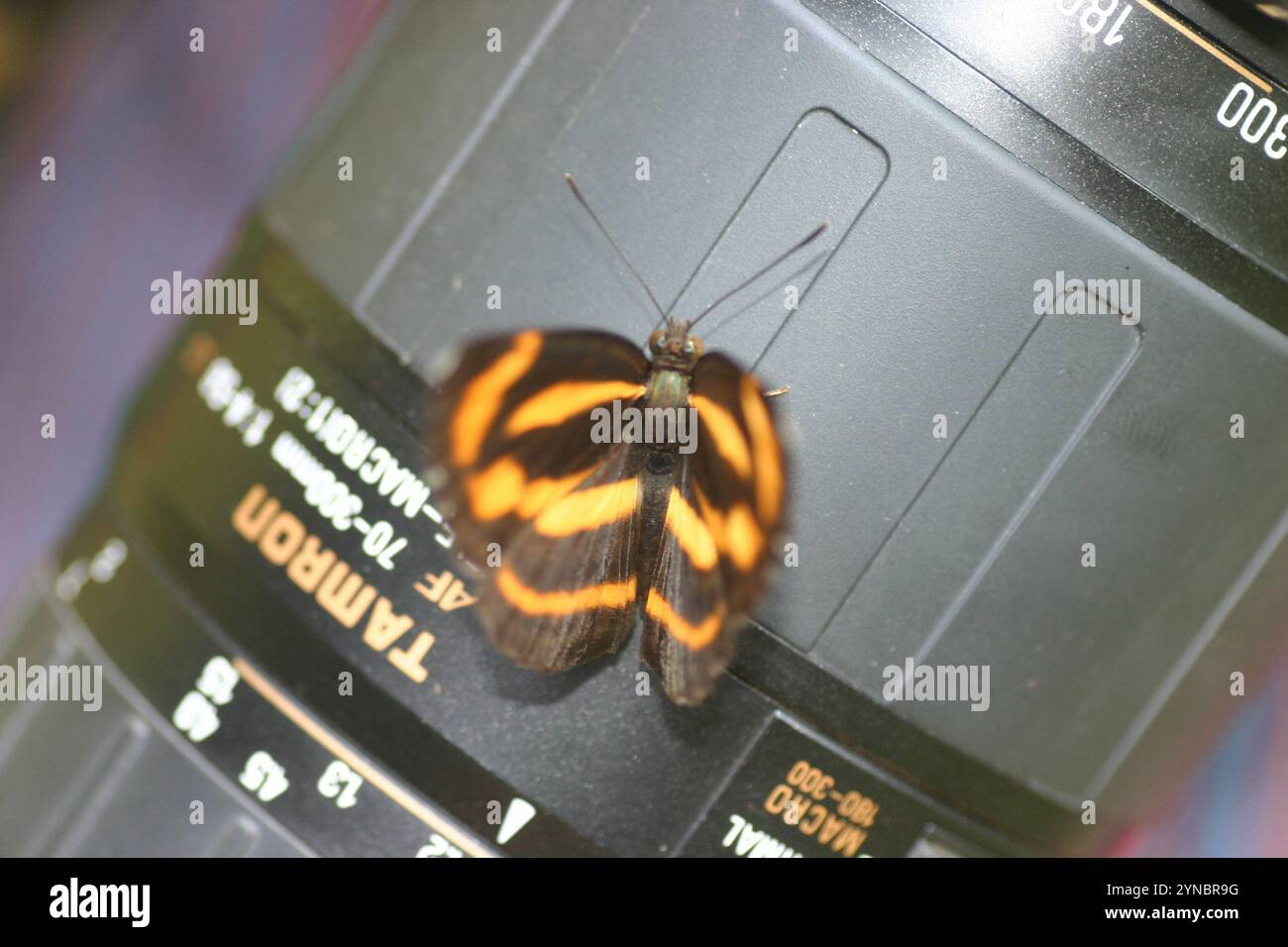 Small Yellow Sailer (Neptis miah Stock Photo - Alamy